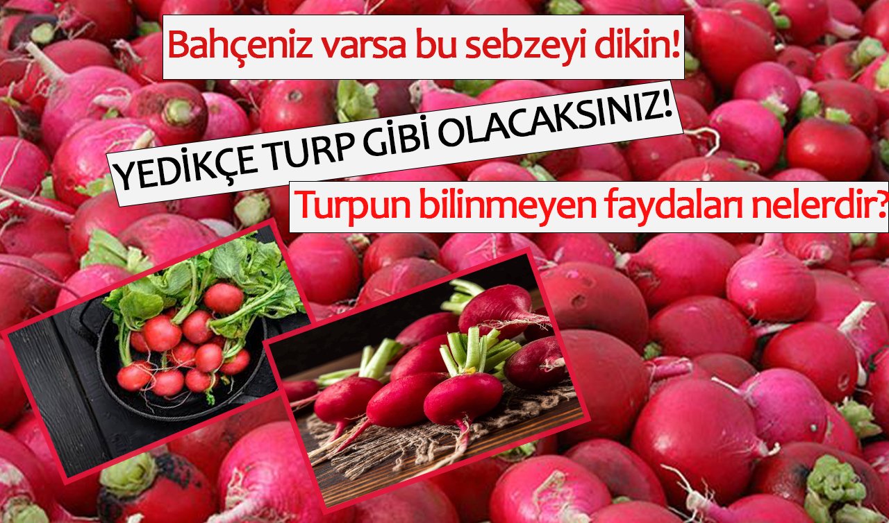 Bahçeniz varsa bu sebzeyi dikin! Yedikçe Turp gibi olacaksınız! Turpun ...
